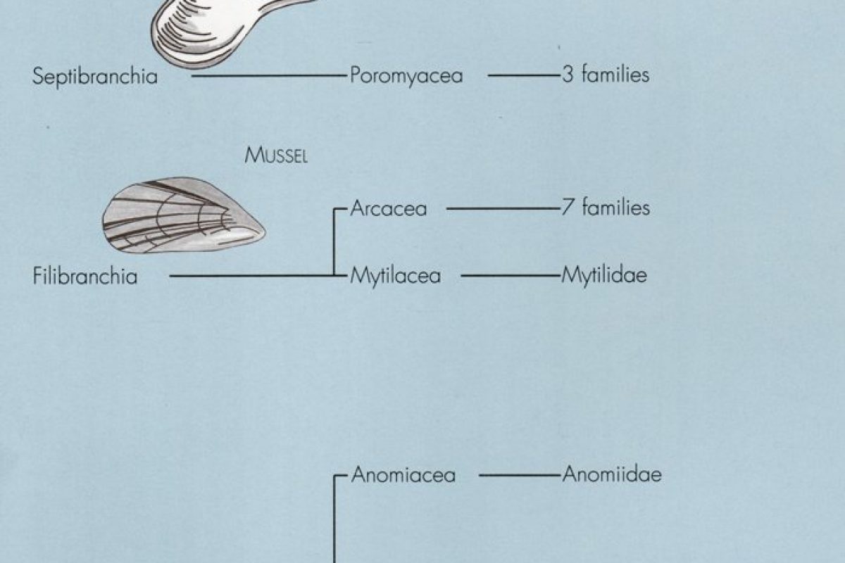 The large Pinctadas - Genisi Pearls