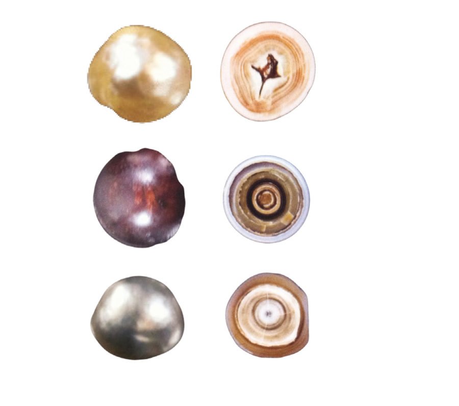 Perle naturali Abalone - Genisi Pearls