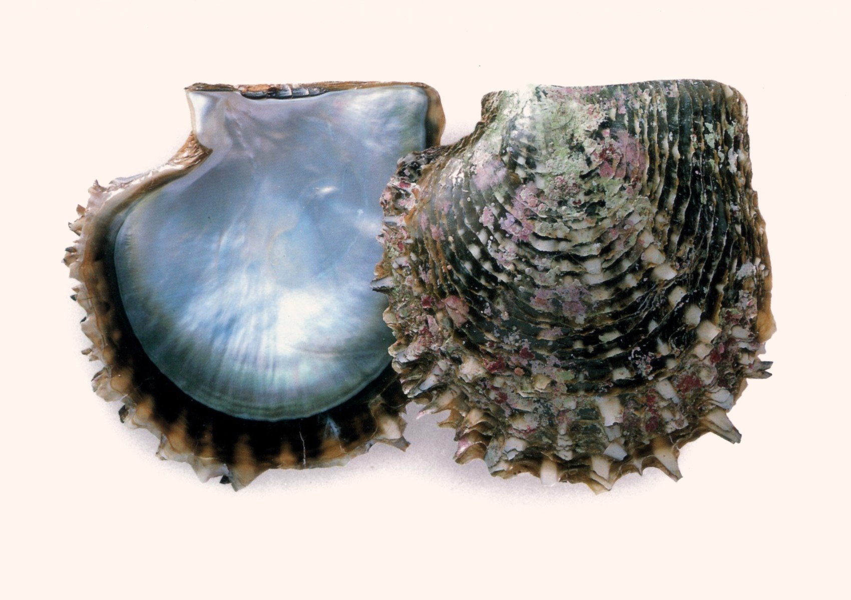 Perle Naturali Conch - Genisi Pearls