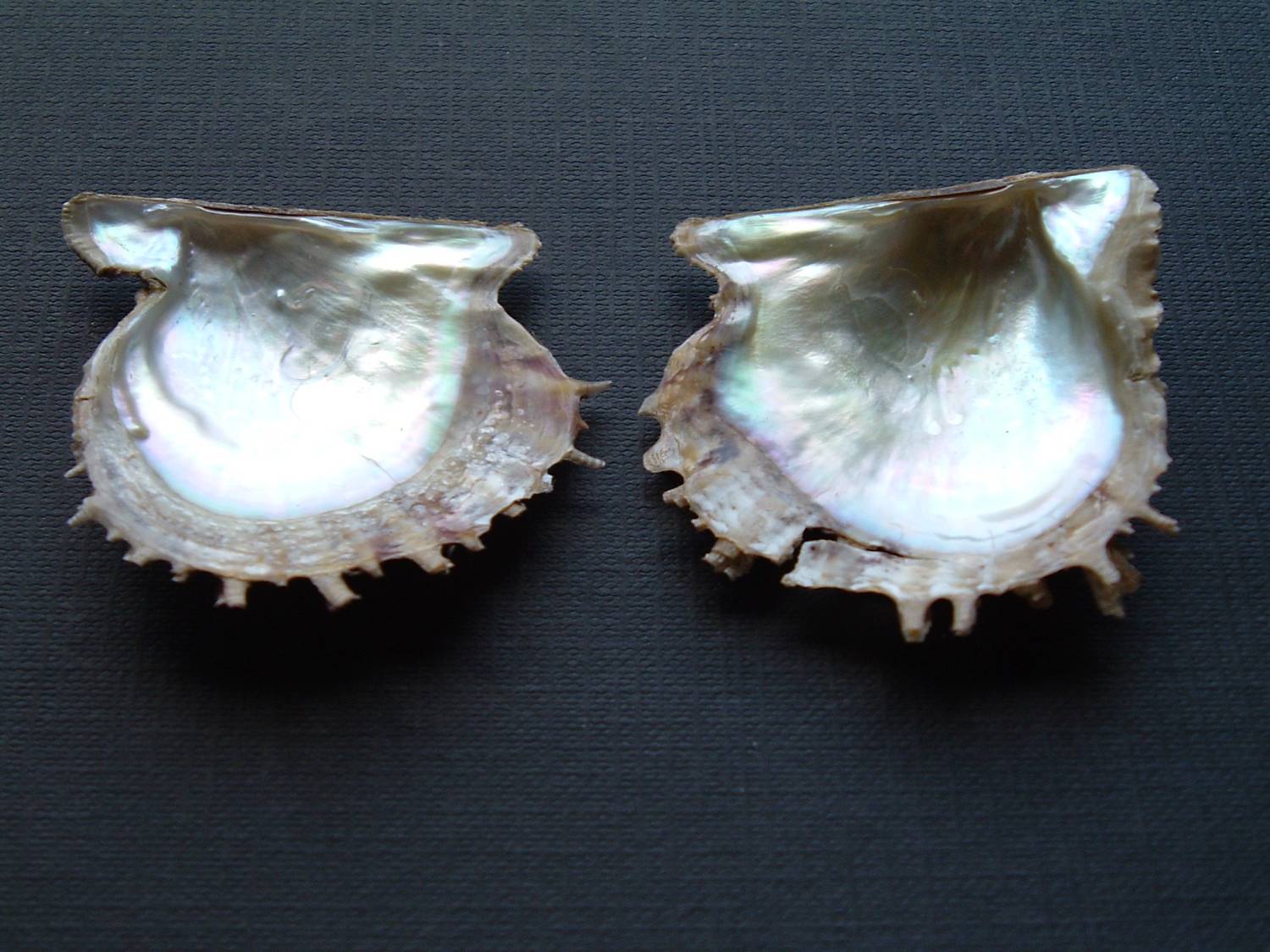 Pinctada radiata pearls - Genisi