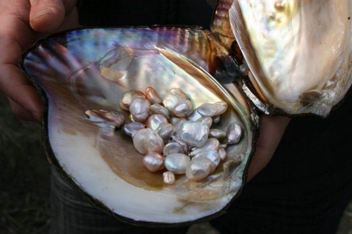 Ostriche e Perle: il valore delle perle d'Ostrica - Genisi Pearls